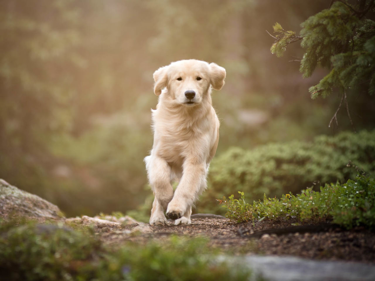 How to Work Out With Your Dog: Vet-Approved Tips, Tricks, Advice - Men ...
