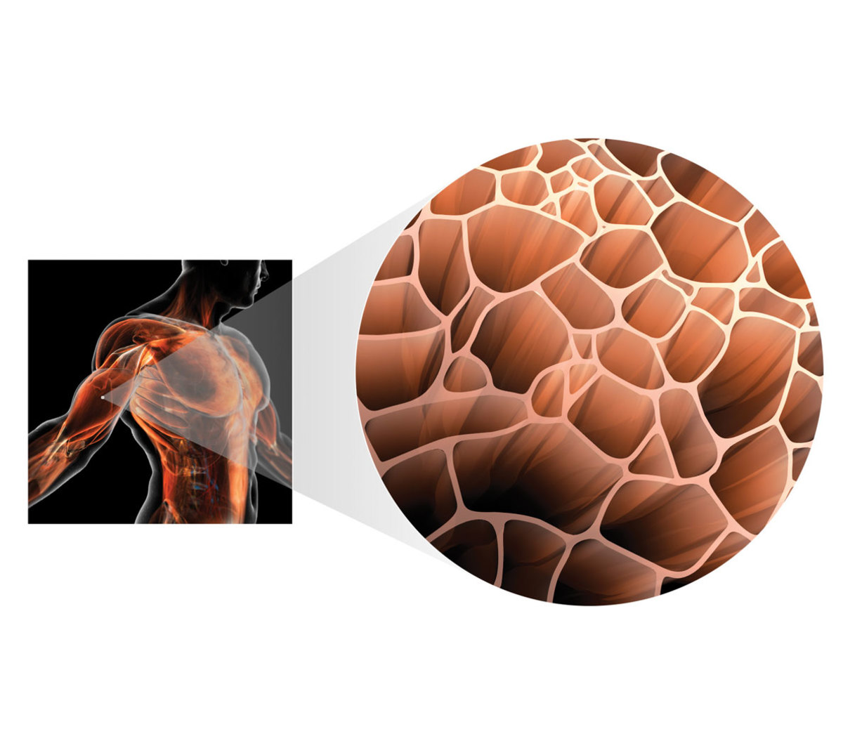 Harness The Power Of Your Muscle Matrix - Men's Fitness