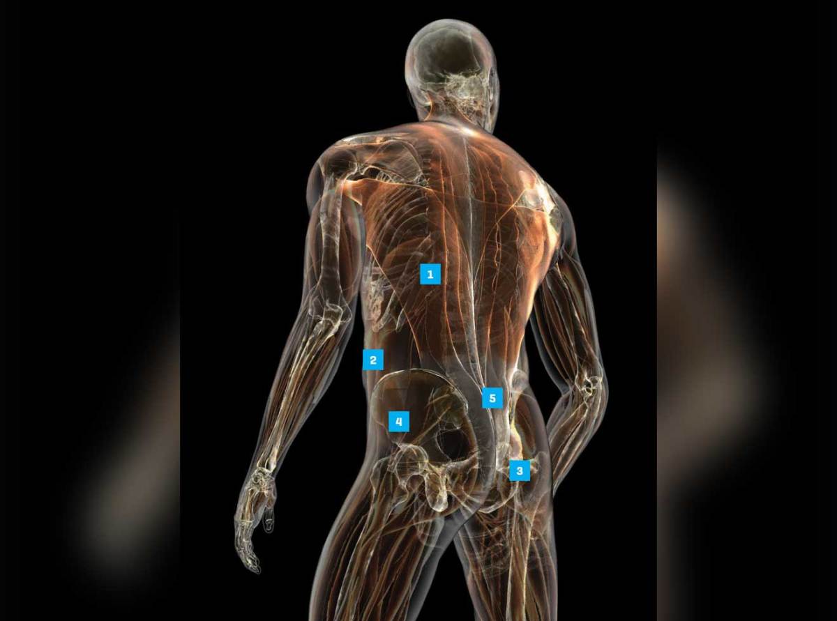 23 Best Back Exercises and Stretches to Build Strength - Men's Fitness