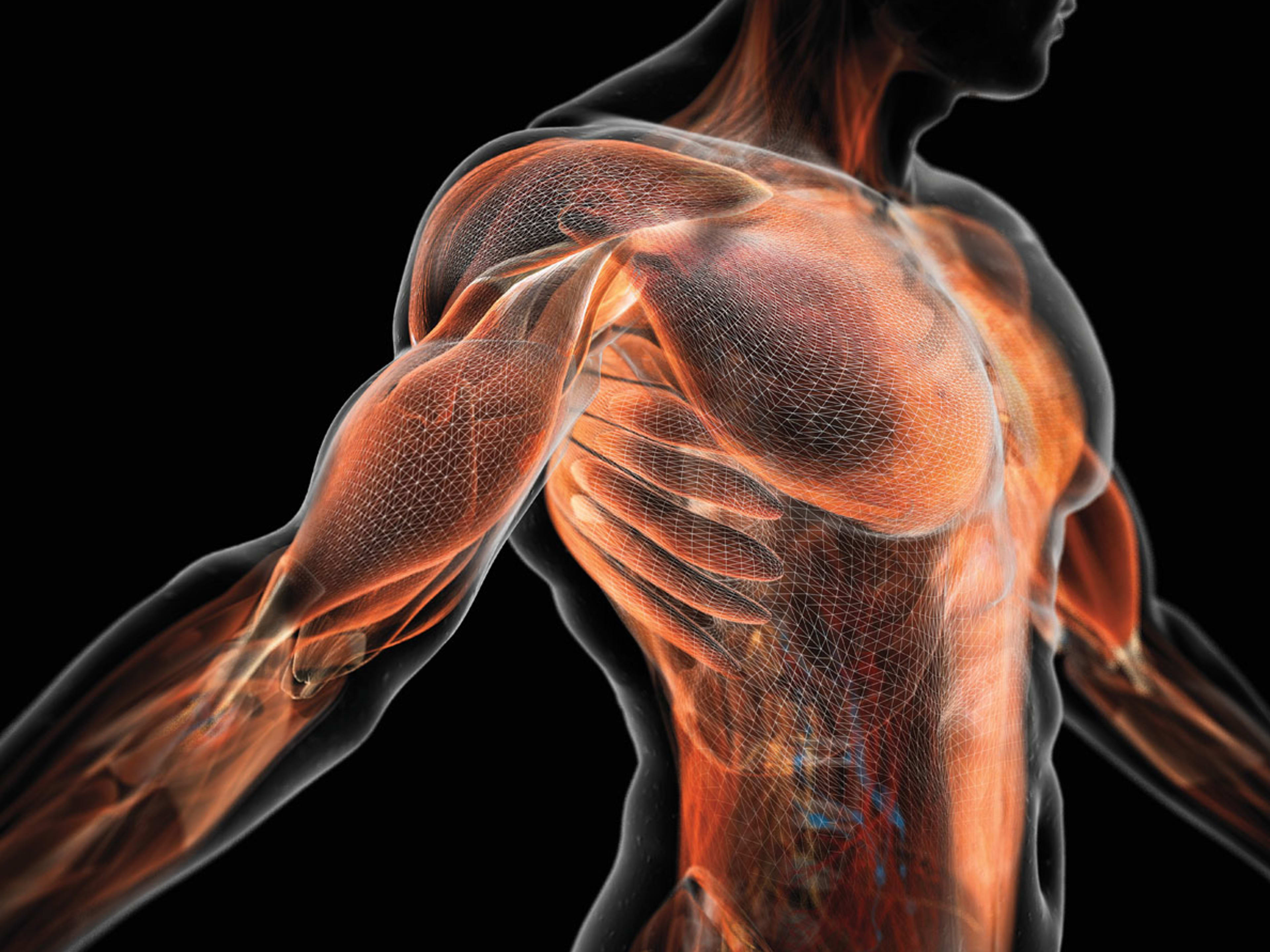 Harness The Power Of Your Muscle Matrix - Men's Fitness