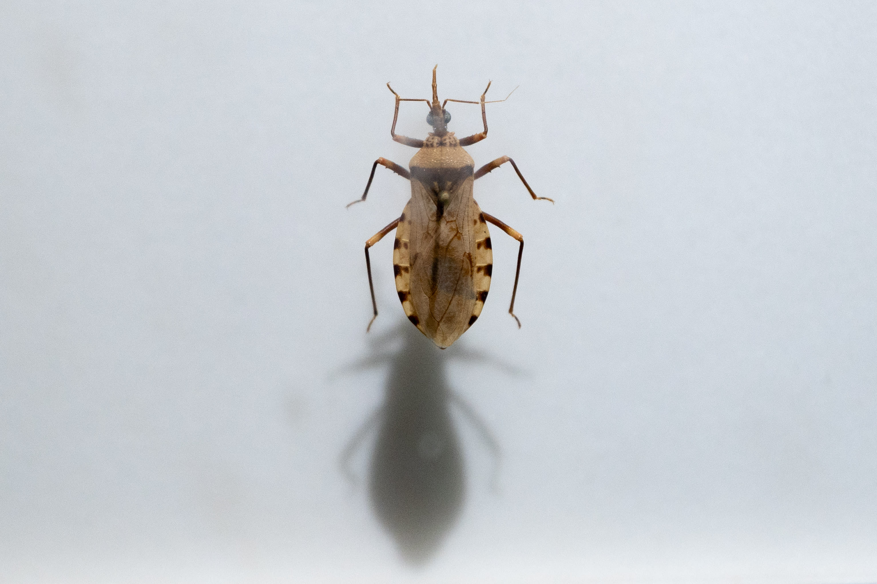 Chagas Disease Declared Endemic in the United States - Men's Fitness